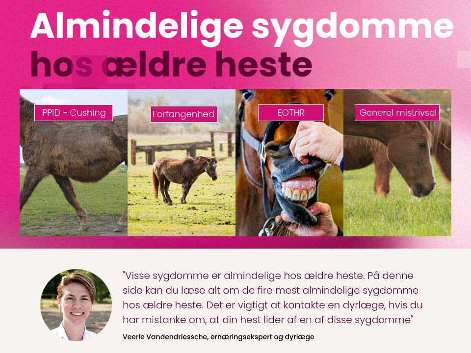 Hvad du kan forvente - Ældre heste