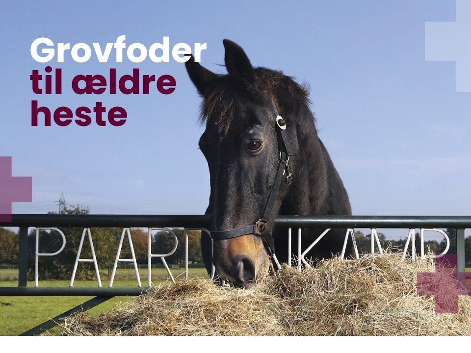 Hvad du kan forvente - Ældre heste