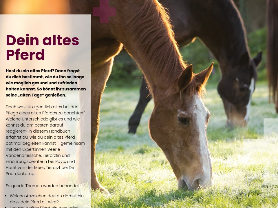 Was dich erwartet - Altes Pferd