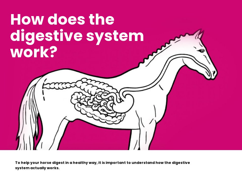 Stop with digestive problems - Digestion