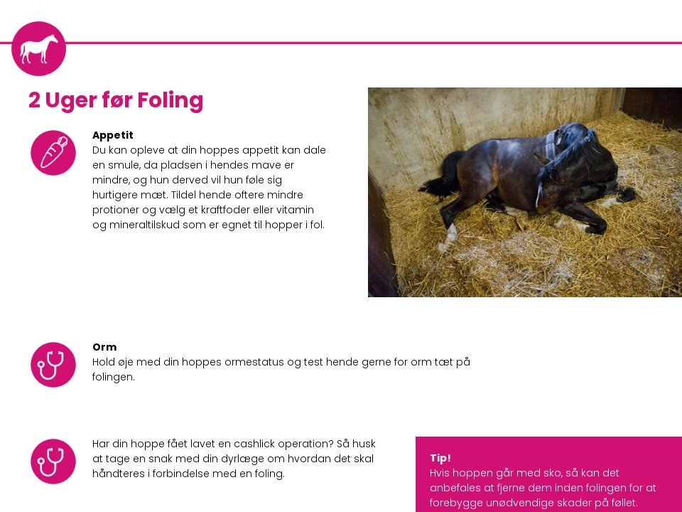 Glade føl - Følguide