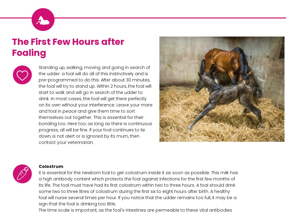 Happy Foal - Growing Up Guide