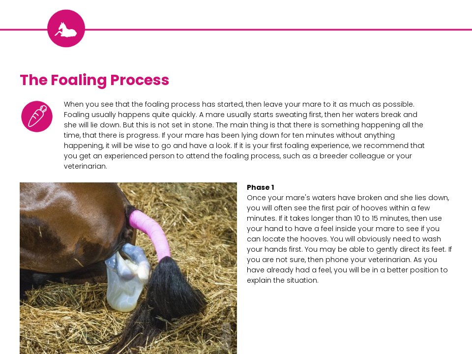 The Foaling Process - Growing Up Guide