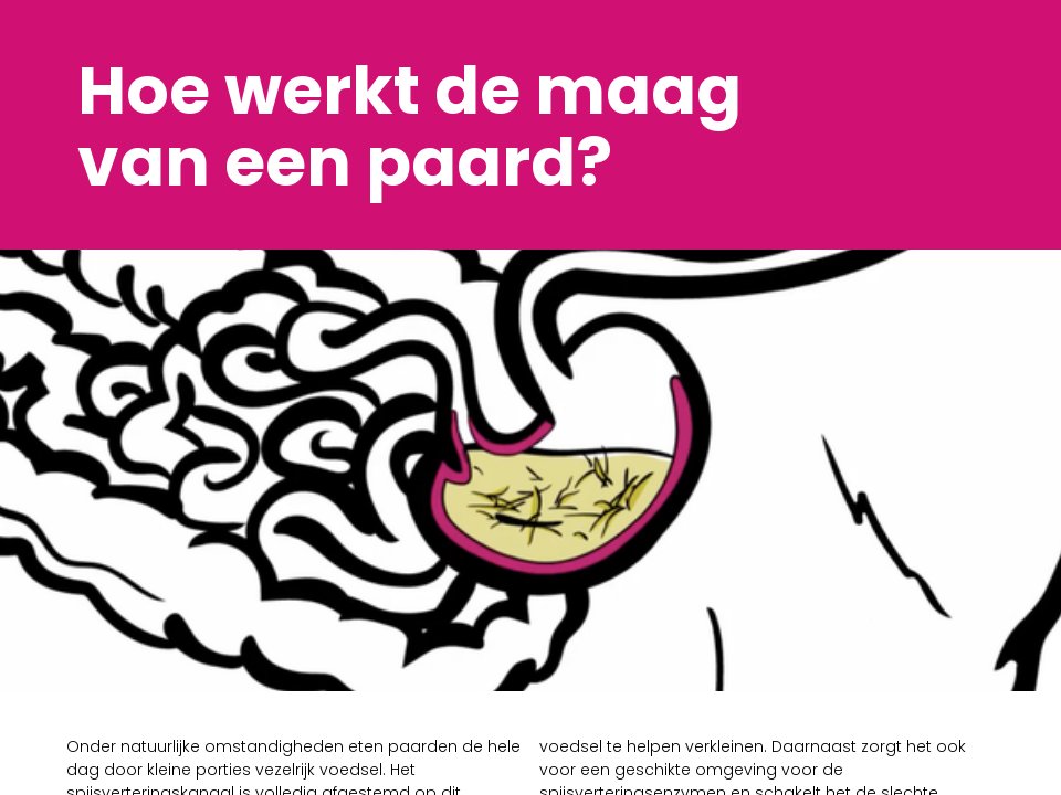 Maag - Spijsvertering