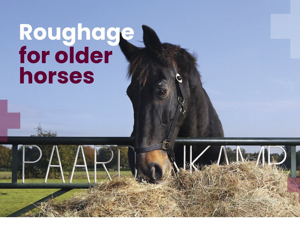 Roughage - The Old Horse